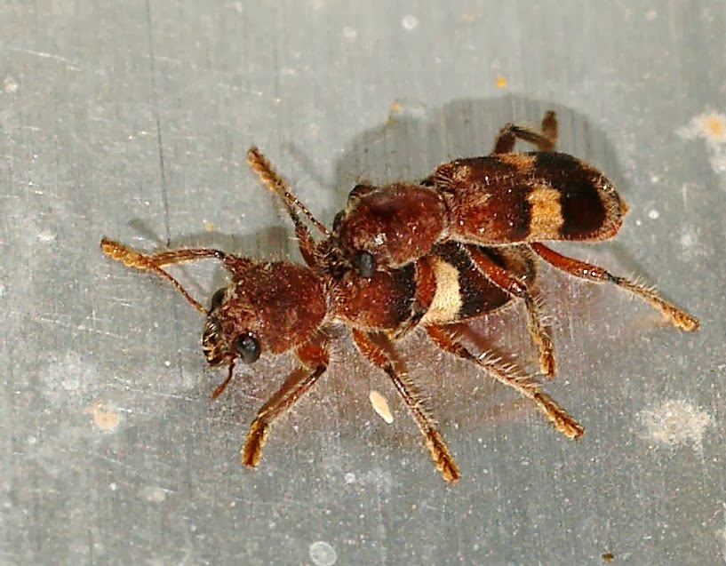 Arizona: Beetles, Bugs, Birds and more: Two rare Enoclerus species from ...